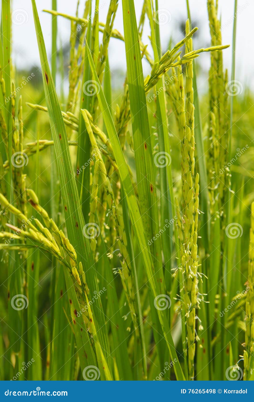 Paddy and flowering rice stock photo. Image of forest - 76265498