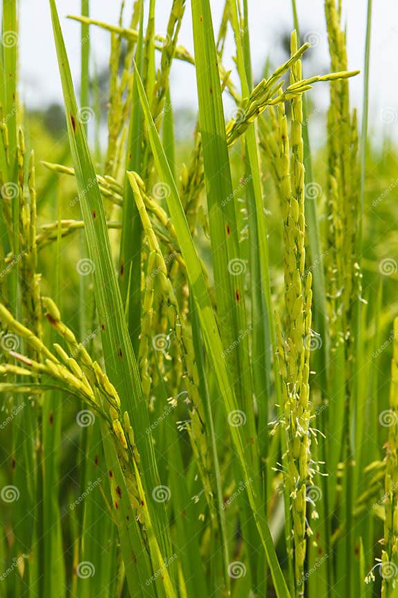 Paddy and flowering rice stock photo. Image of forest - 76265498