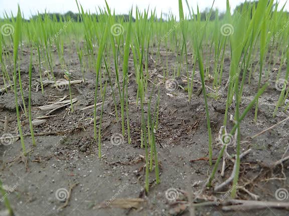 Paddy germination stock image. Image of lawn, farm, food - 206868483