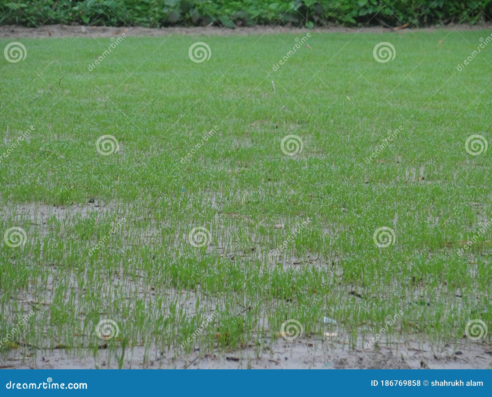 Paddy germination stock photo. Image of prairie, grass - 186769858