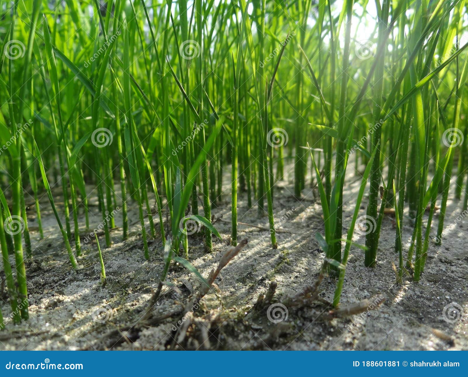 Paddy germination stock image. Image of village, field - 188601881