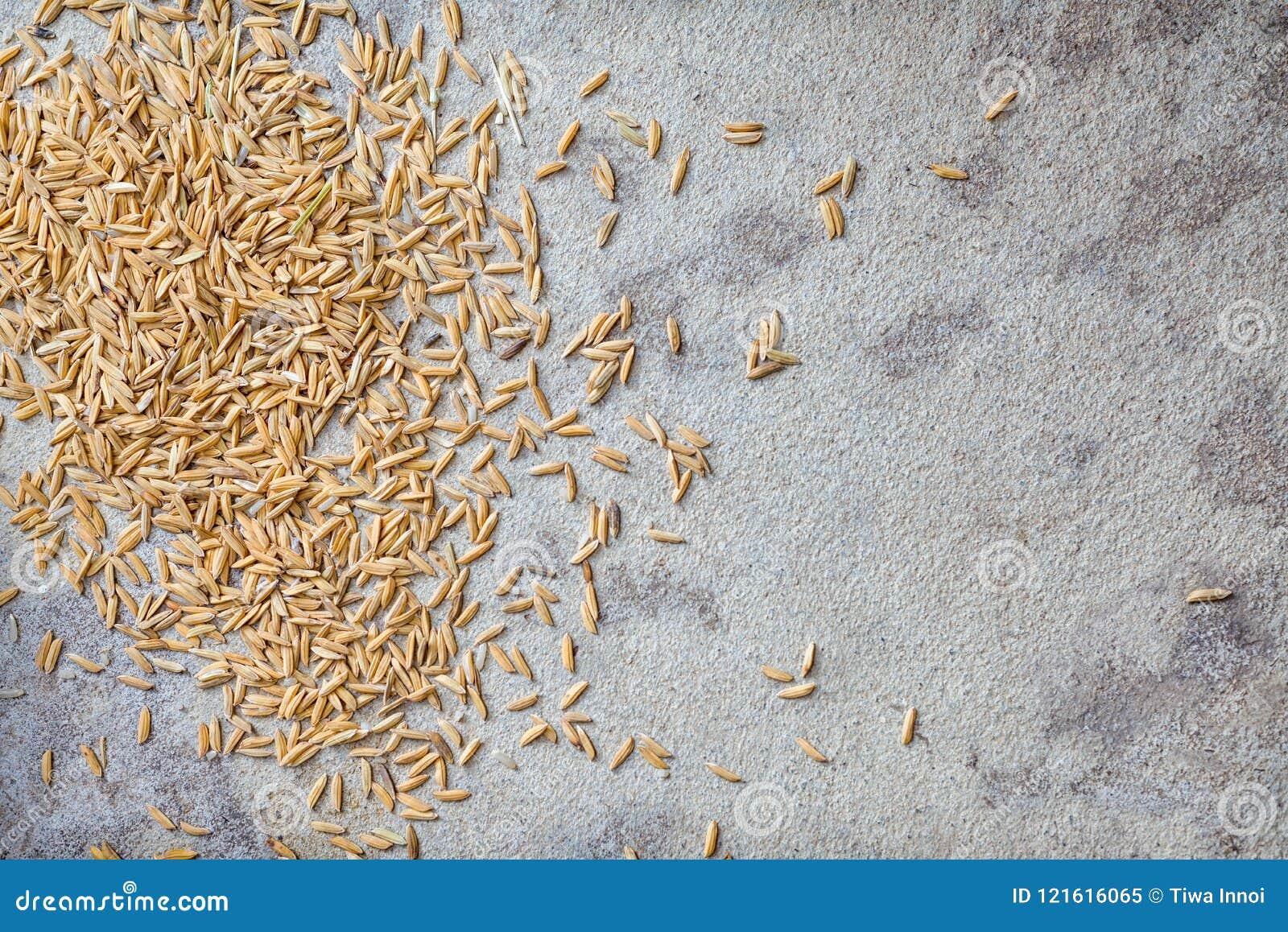 Paddy Grain stock image. Image of abstract, color, healthy - 121616065