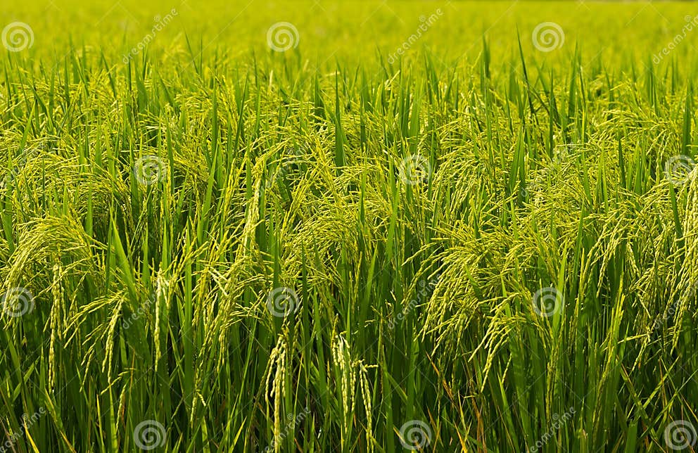 Paddy stock image. Image of healthy, close, farm, agriculture - 30482665