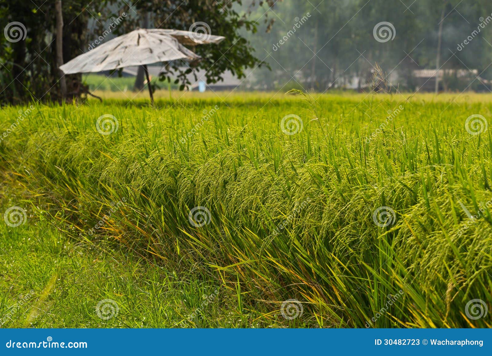 Paddy stock image. Image of grow, fresh, gold, healthy - 30482723