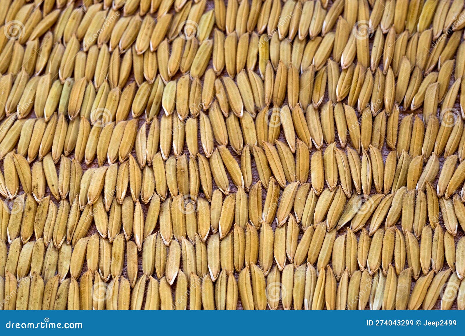 Paddy grain pattern. stock image. Image of basket, yellow - 274043299