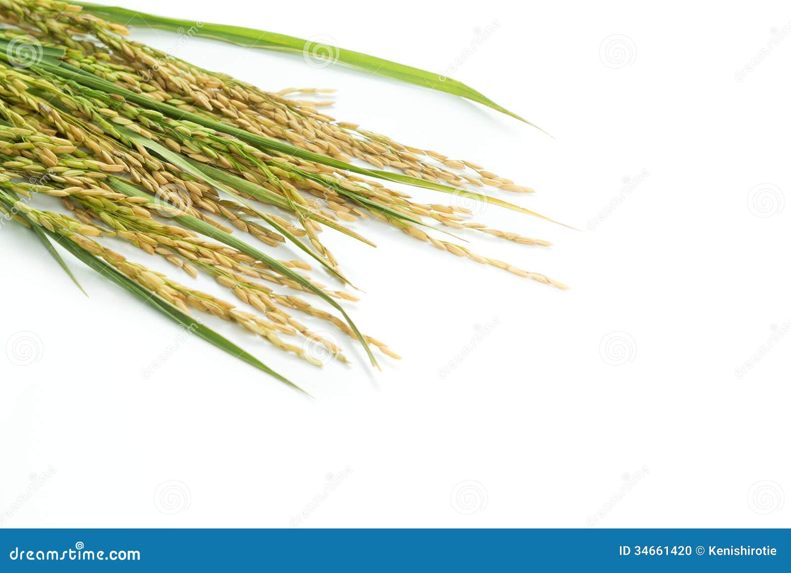 Paddy grain stock photo. Image of cultivation, ingredient - 34661420