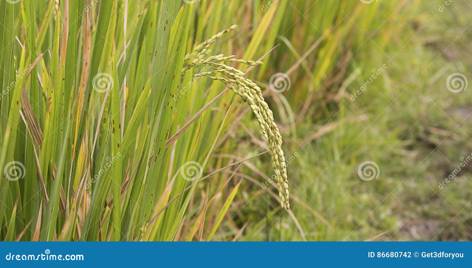 Paddy grain stock photo. Image of paddy, farmer, life - 86680742