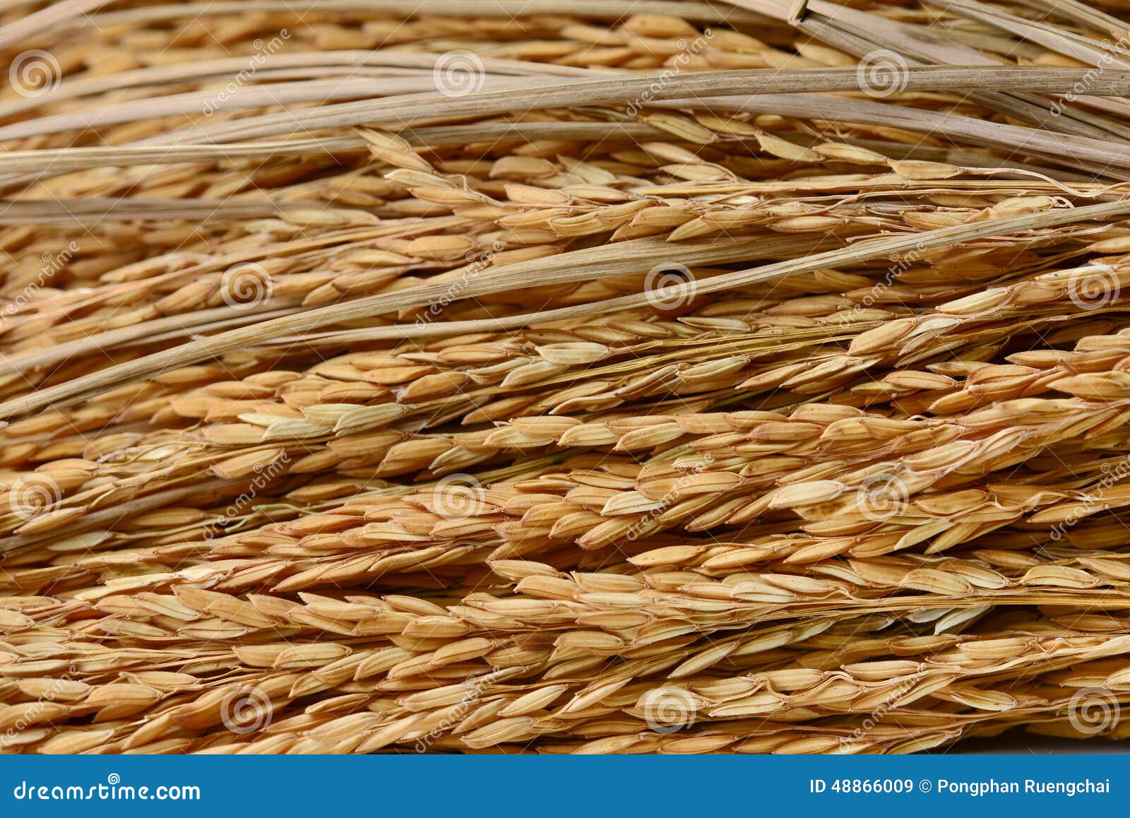 Paddy grains stock image. Image of food, grains, close - 48866009