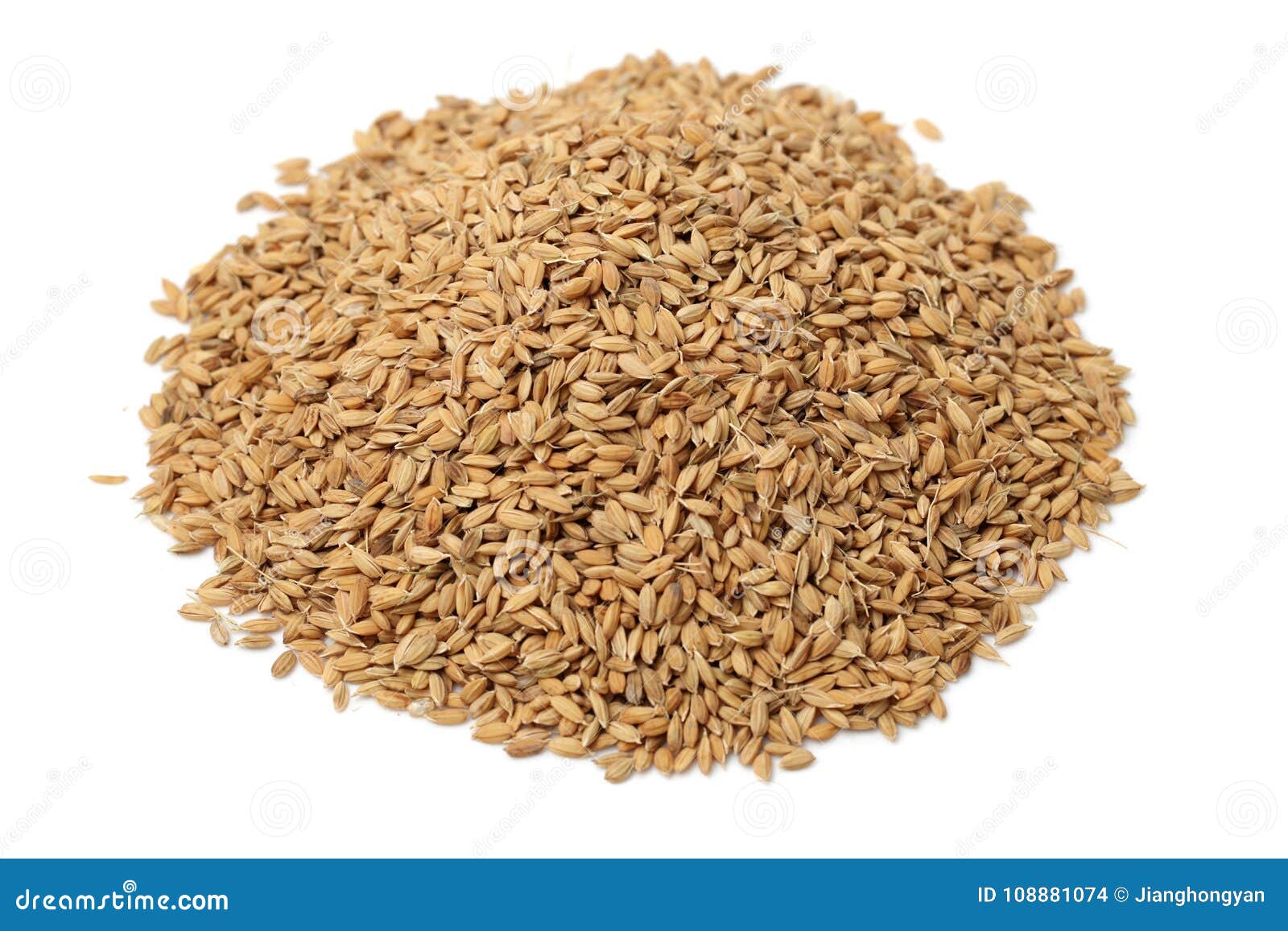 Paddy grains stock photo. Image of color, rice, white - 108881074