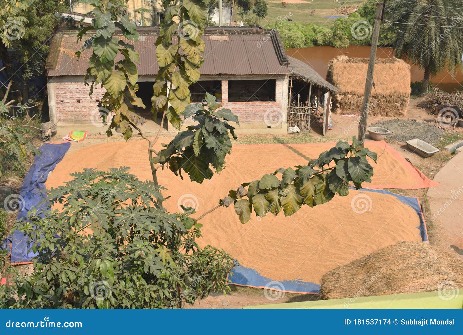 Paddy Grains are Spread in the Ground in a Village before Storing Stock ...