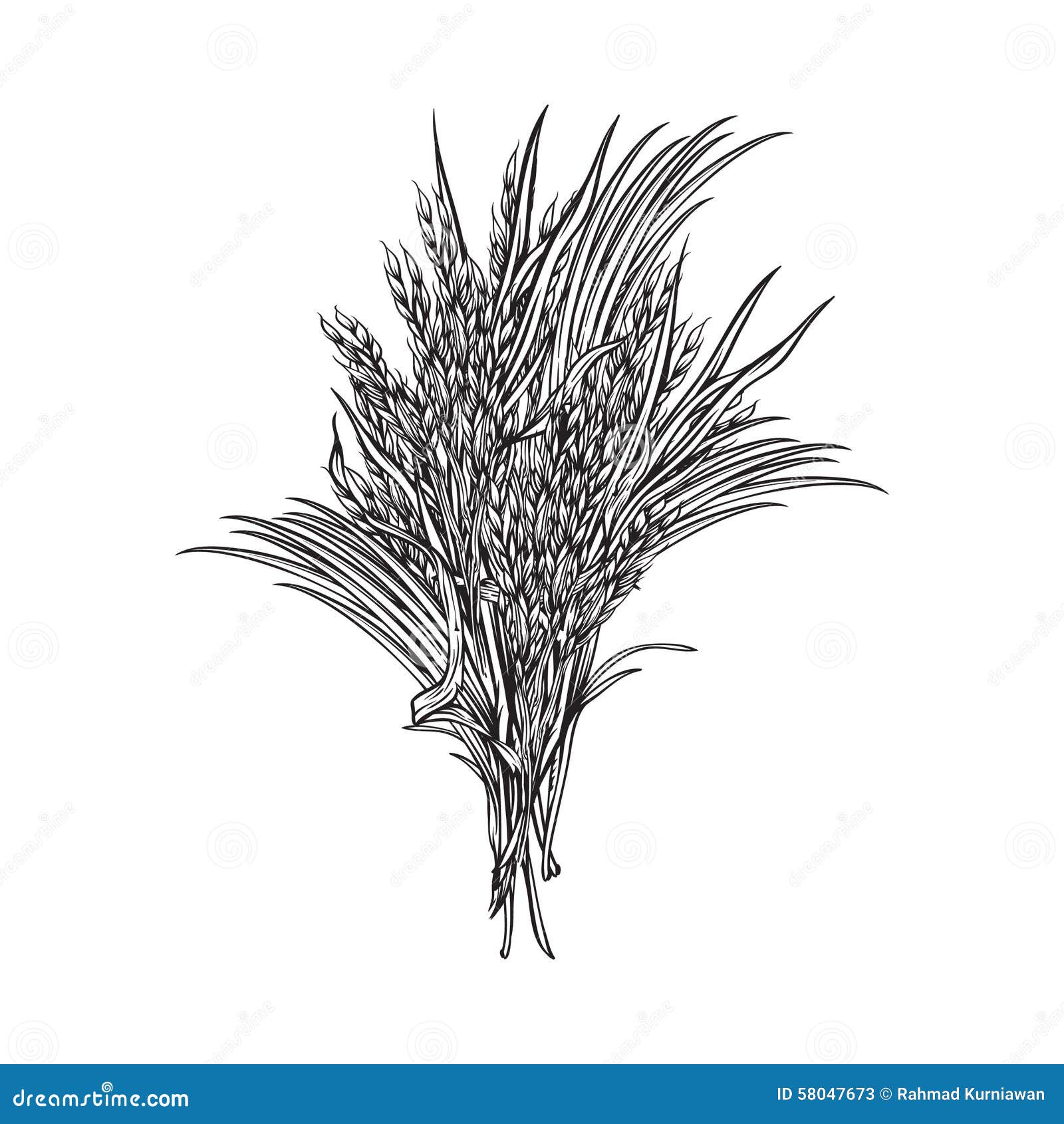 Paddy Grass Vector Bouquet | CartoonDealer.com #58047693