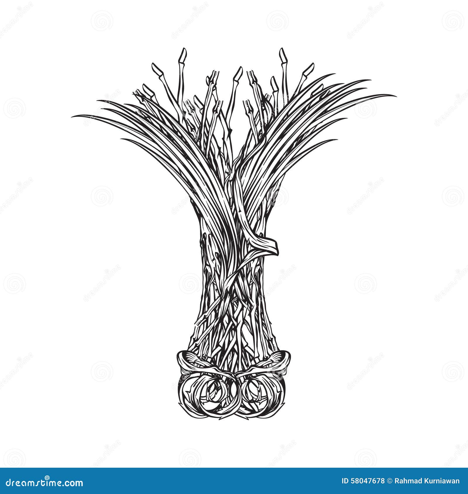 Paddy Grass Vector Bouquet | CartoonDealer.com #58047693