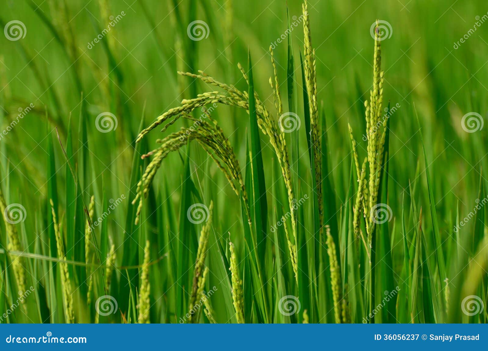 Paddy stock image. Image of agriculture, asia, fresh - 36056237