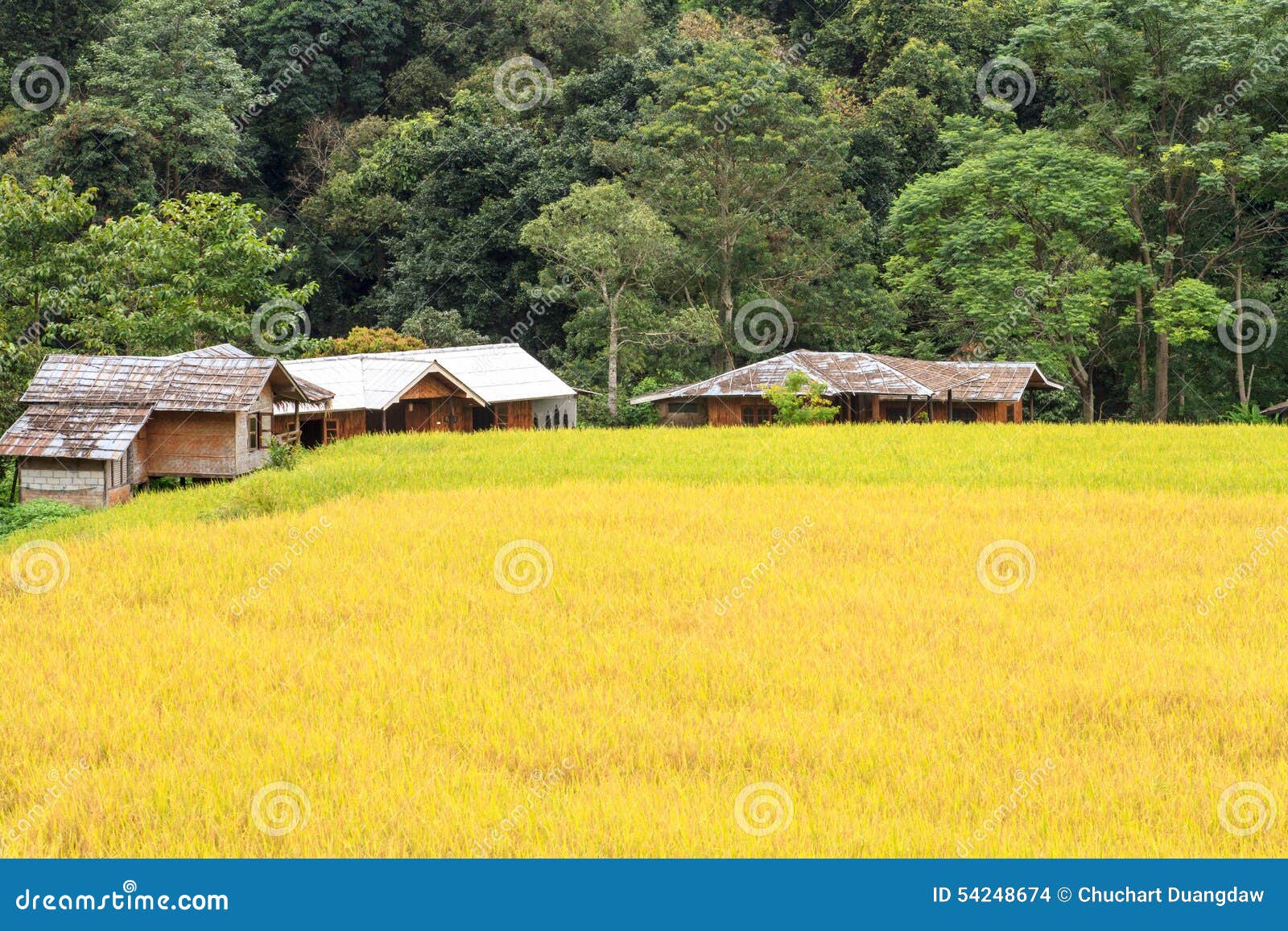 Paddy Green and Gold Rice Fields Stock Photo - Image of asian ...
