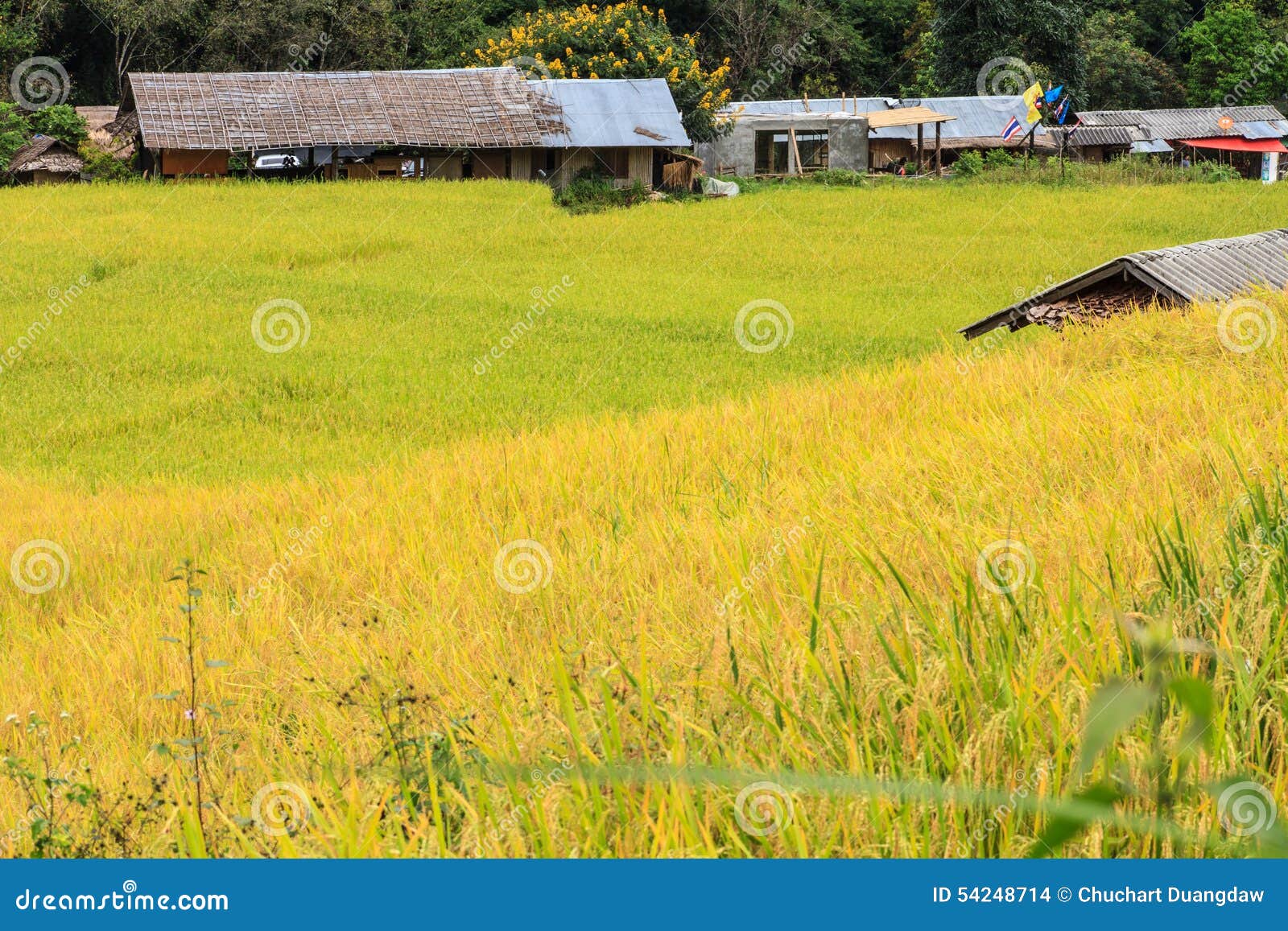 Paddy Green and Gold Rice Fields Stock Photo - Image of garden, natural ...
