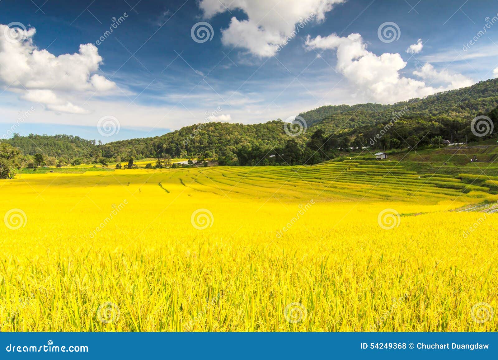 Paddy Green and Gold Rice Fields Stock Photo - Image of grass, healthy ...