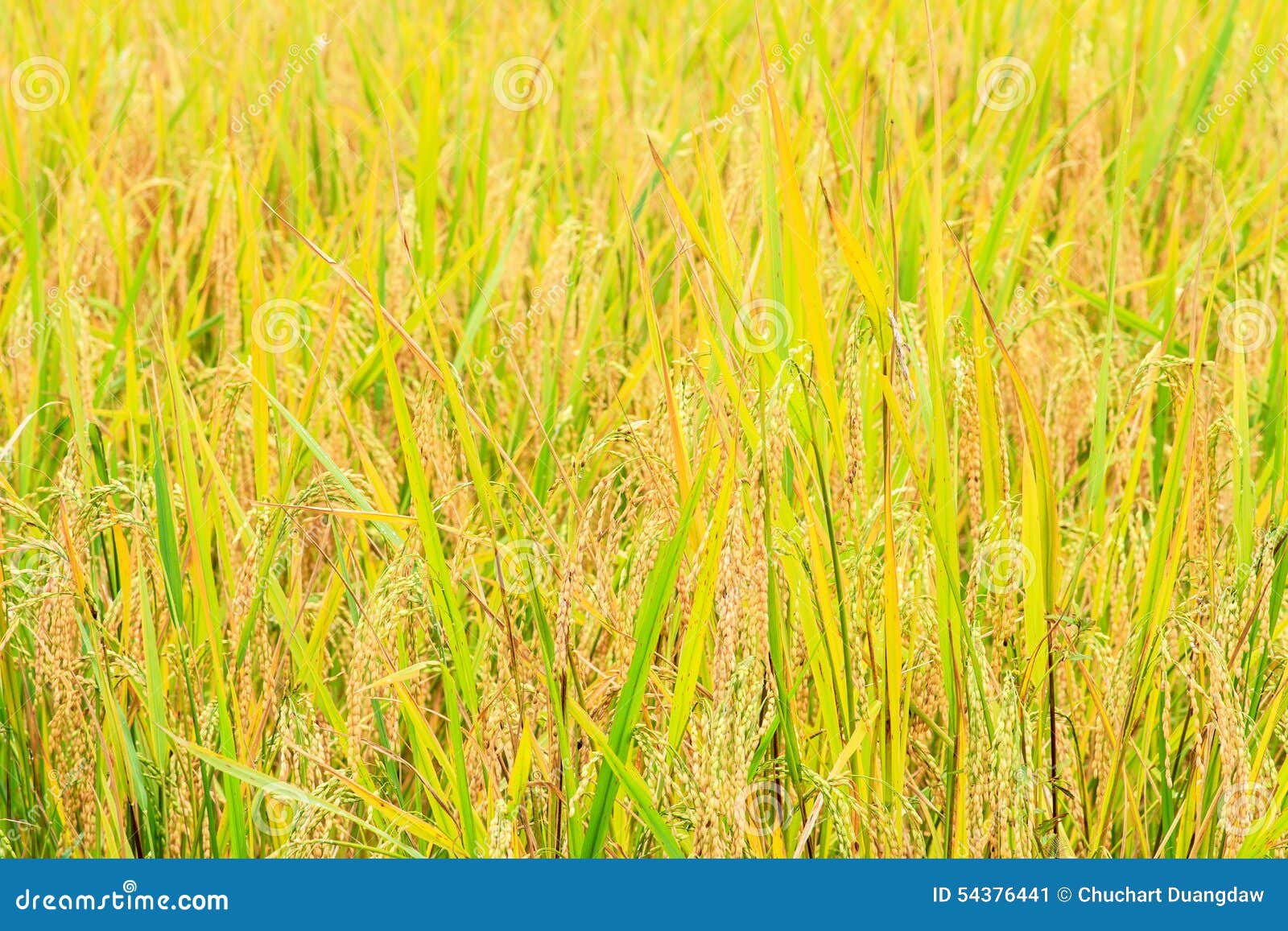 Paddy Green and Gold Rice Fields Stock Image - Image of flower, garden ...