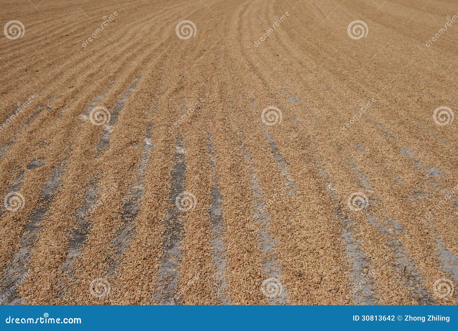 The Paddy on the Ground Under the Sun Light Stock Photo - Image of food ...