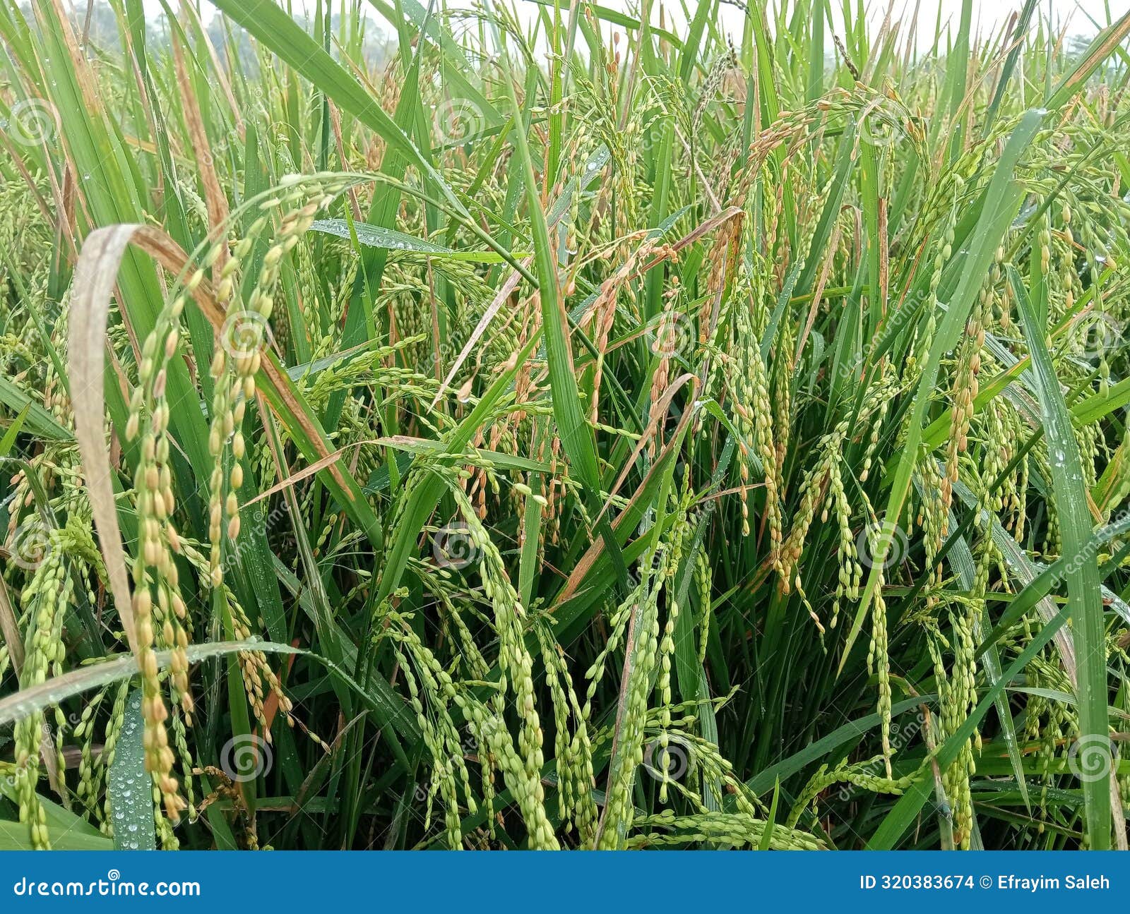 Paddy Growing in the Paddy Field in the Morning at North Toraja Stock ...