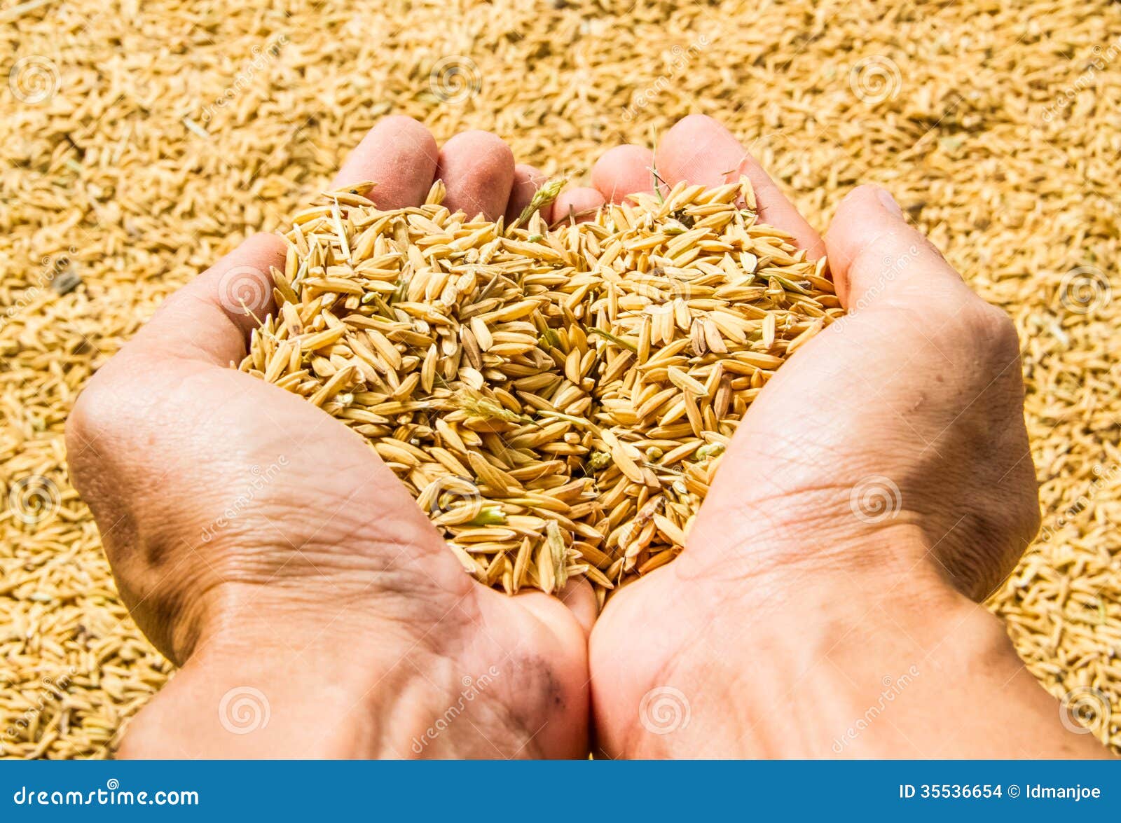 Paddy in hand stock photo. Image of field, full, grow - 35536654