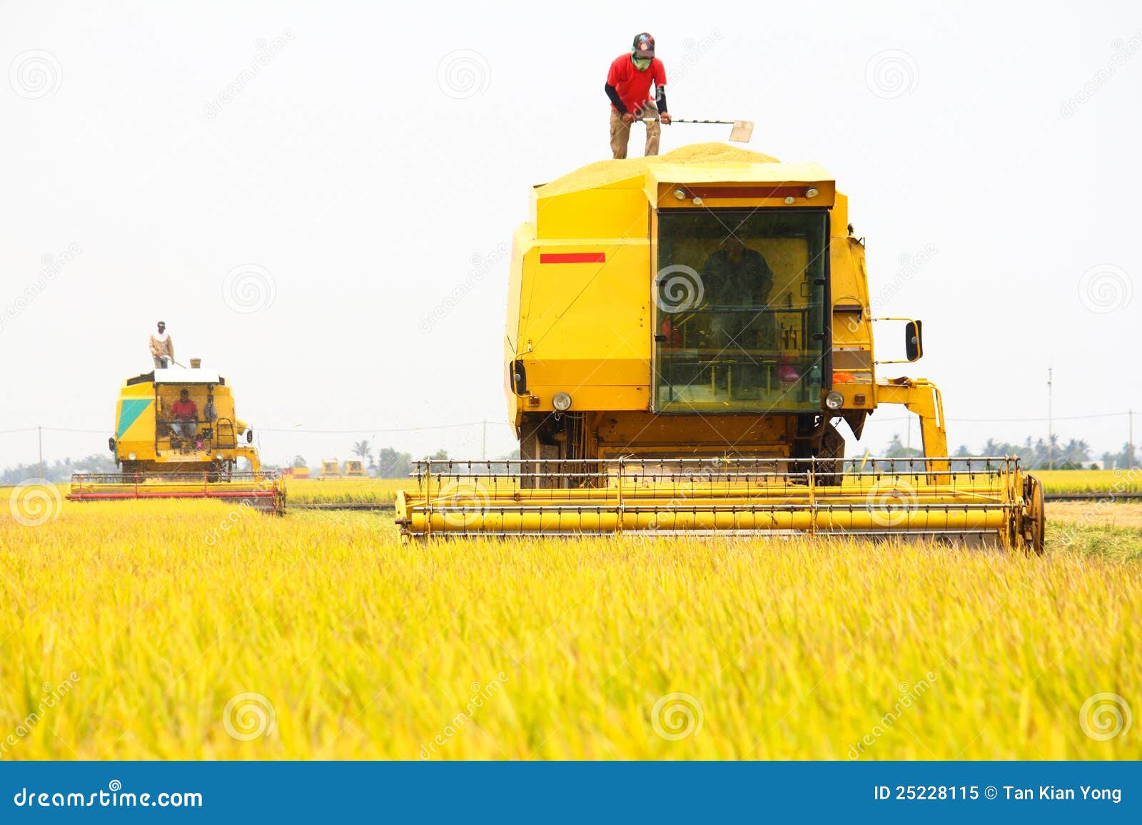 Paddy Harvesters on Paddy Field Stock Image - Image of scenery, paddy ...