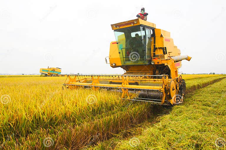 Paddy Harvesters on Paddy Field Stock Image - Image of rice ...