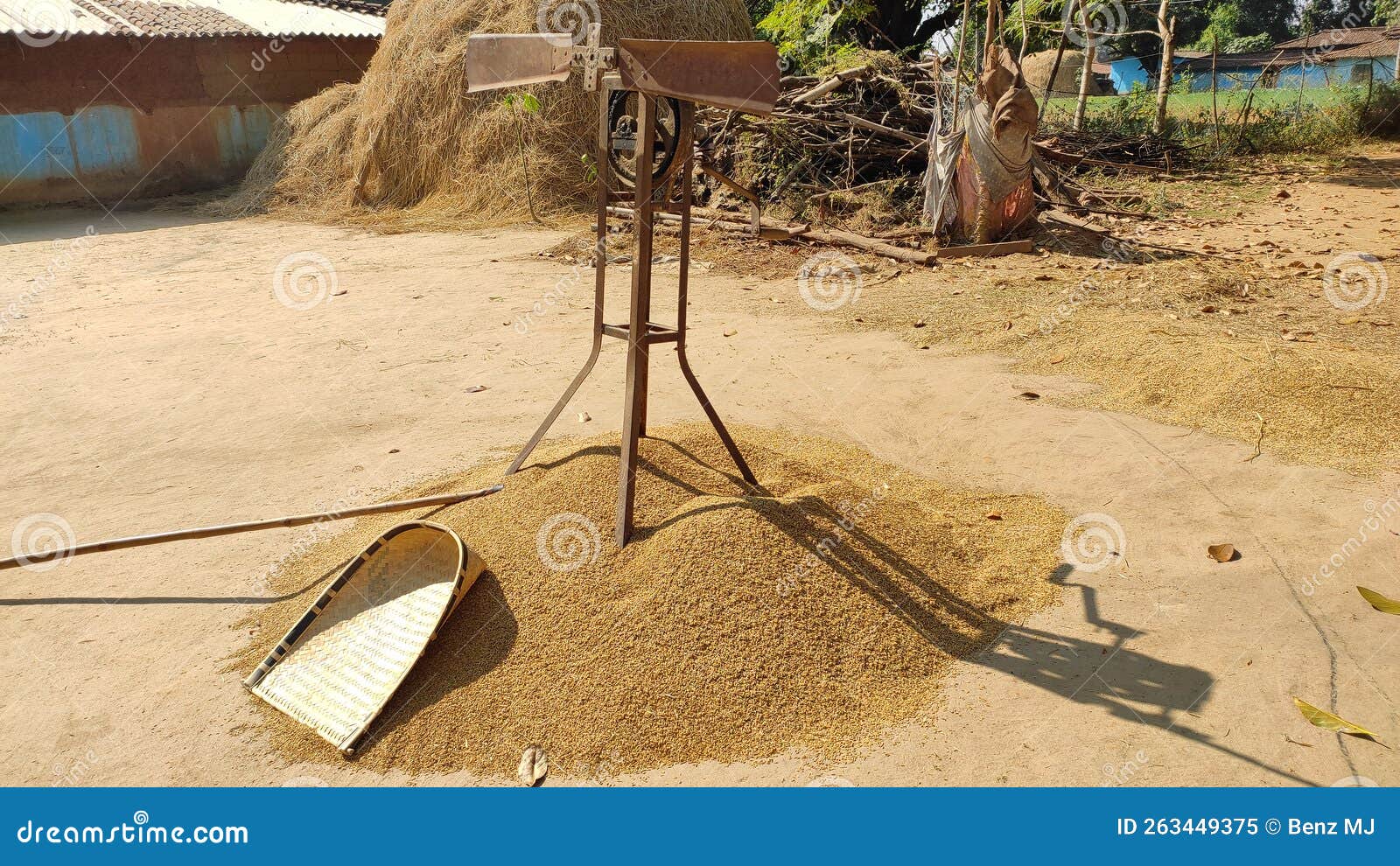 Paddy after Harvesting and Threshing with Threshere Stock Image - Image ...