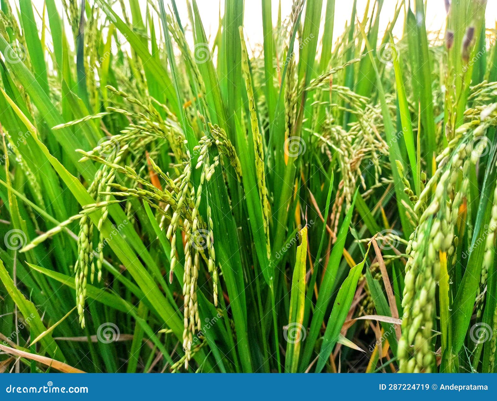 Paddy Have Grains on Their Stems, these Grains are the Result of the ...