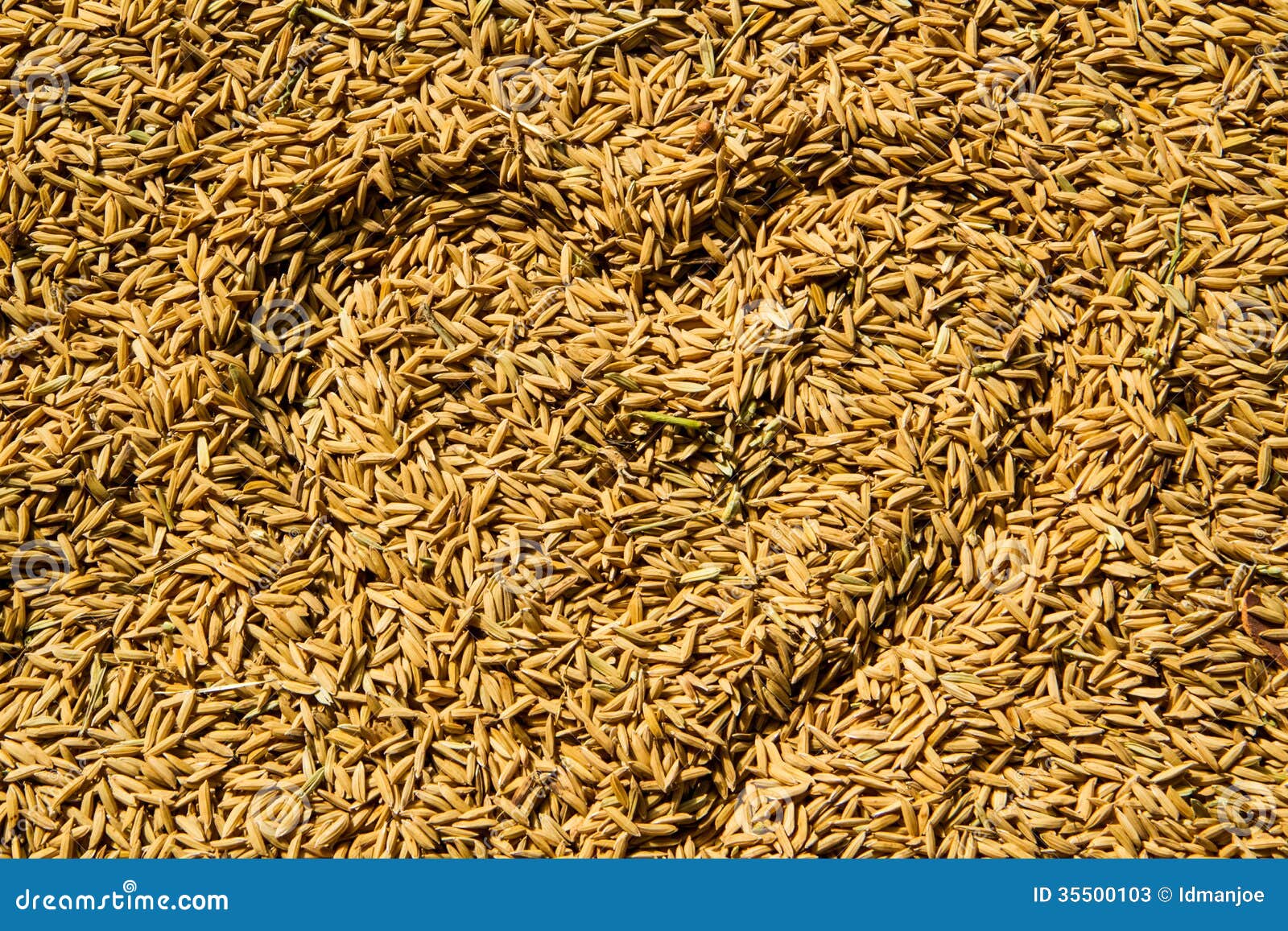 Paddy heart stock image. Image of food, grain, beautiful - 35500103