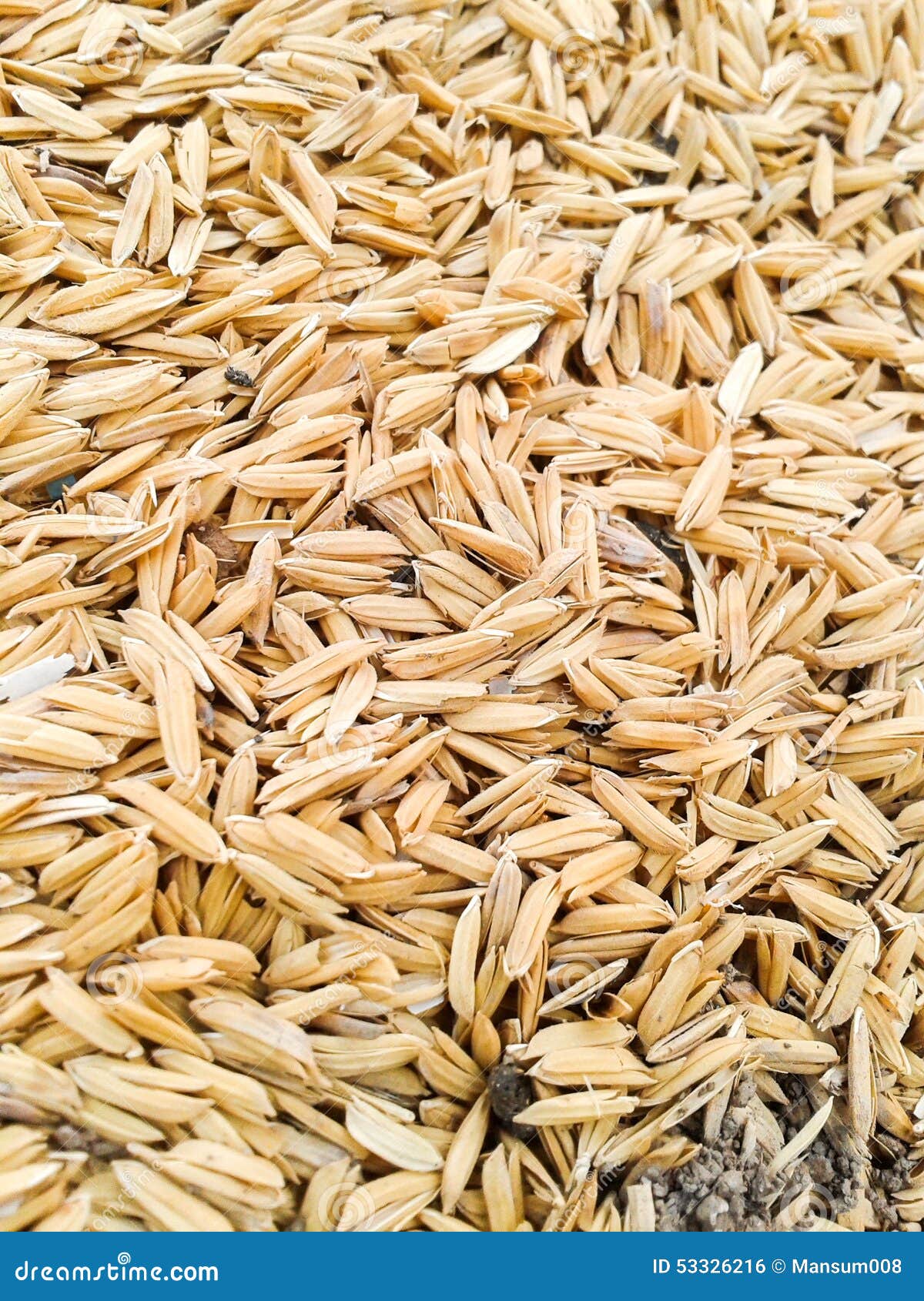 Paddy husk stock photo. Image of agriculture, abundance - 53326216