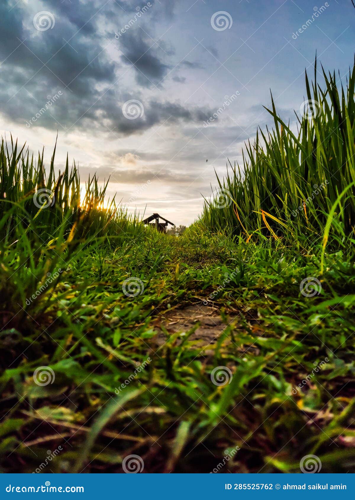 Paddy Hut Sunset Sky Evening Stock Photo - Image of nature, field ...