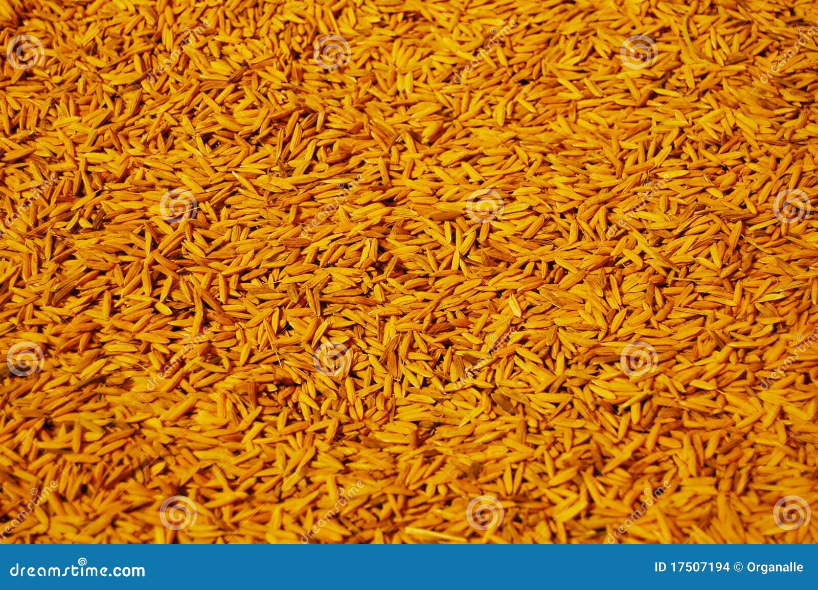Paddy of indica rice stock photo. Image of export, oryza - 17507194