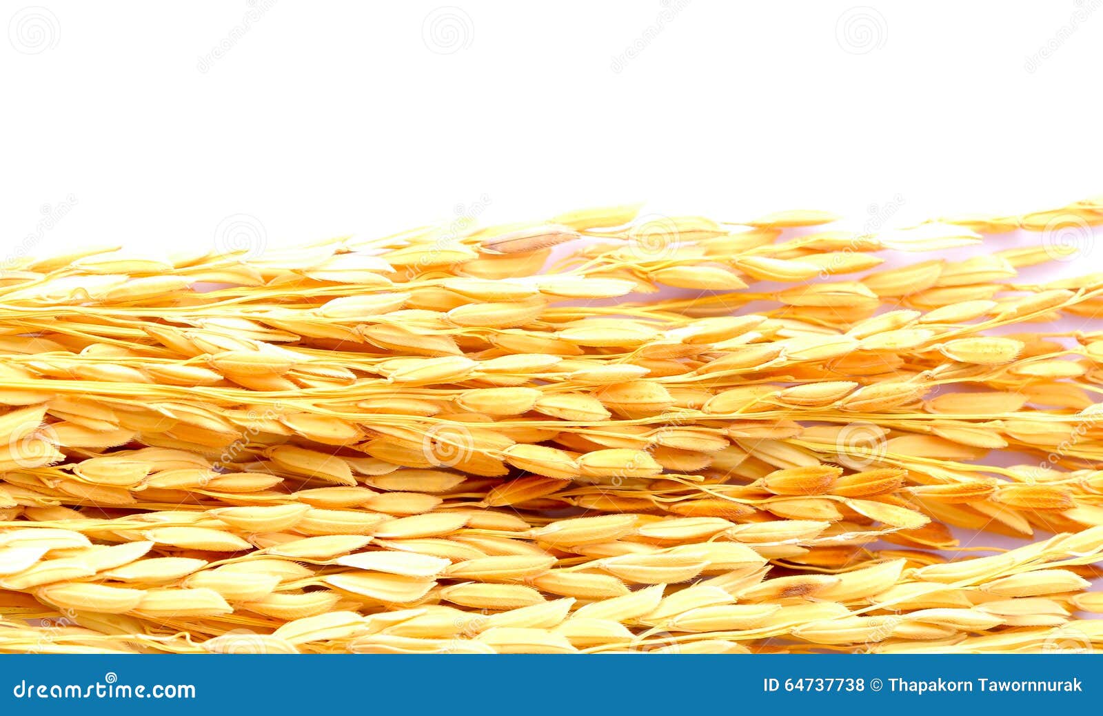 Paddy stock photo. Image of fresh, asian, autumn, healthy - 64737738