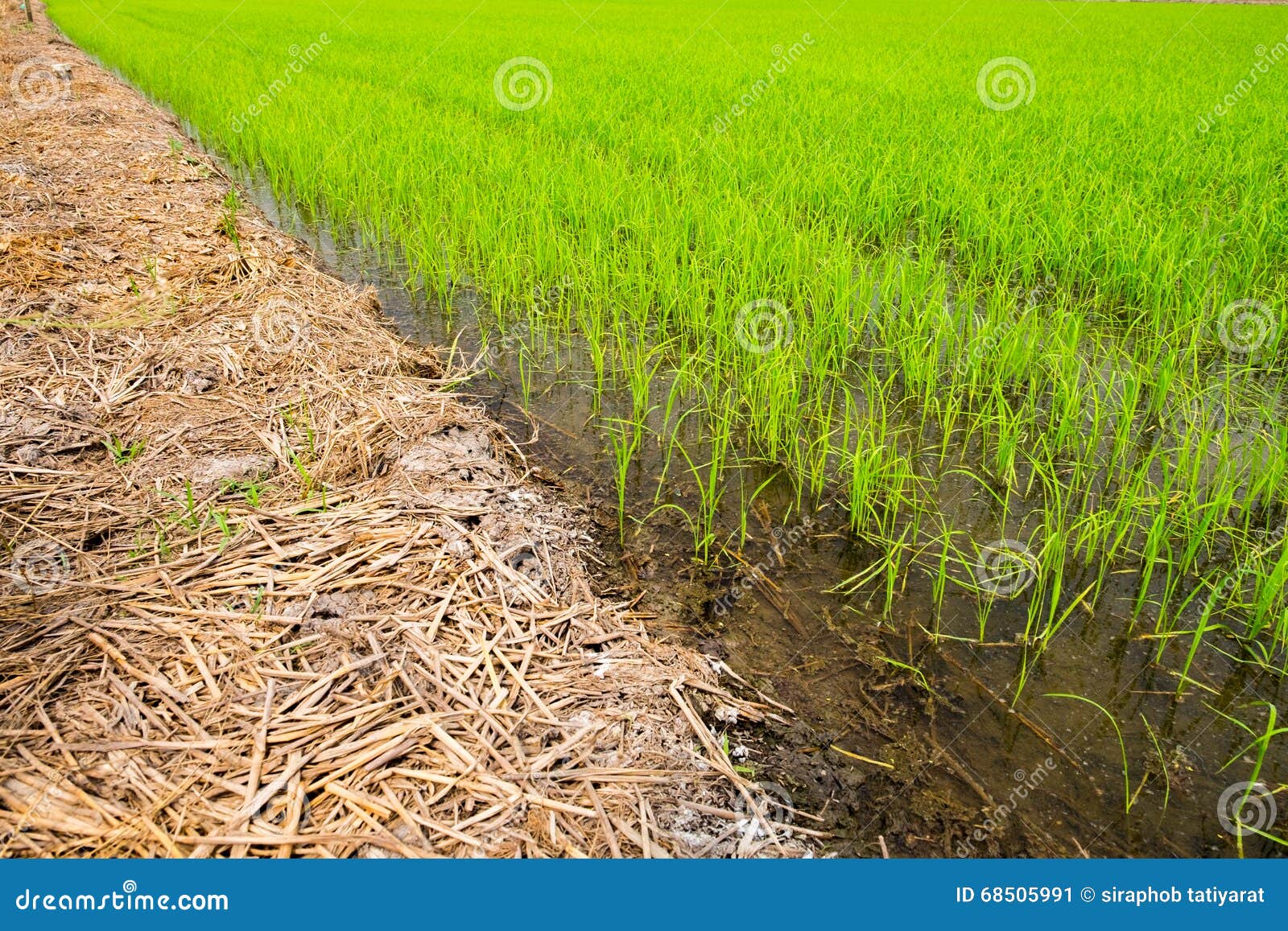 Paddy jasmine rice farm stock image. Image of clear, countryside - 68505991