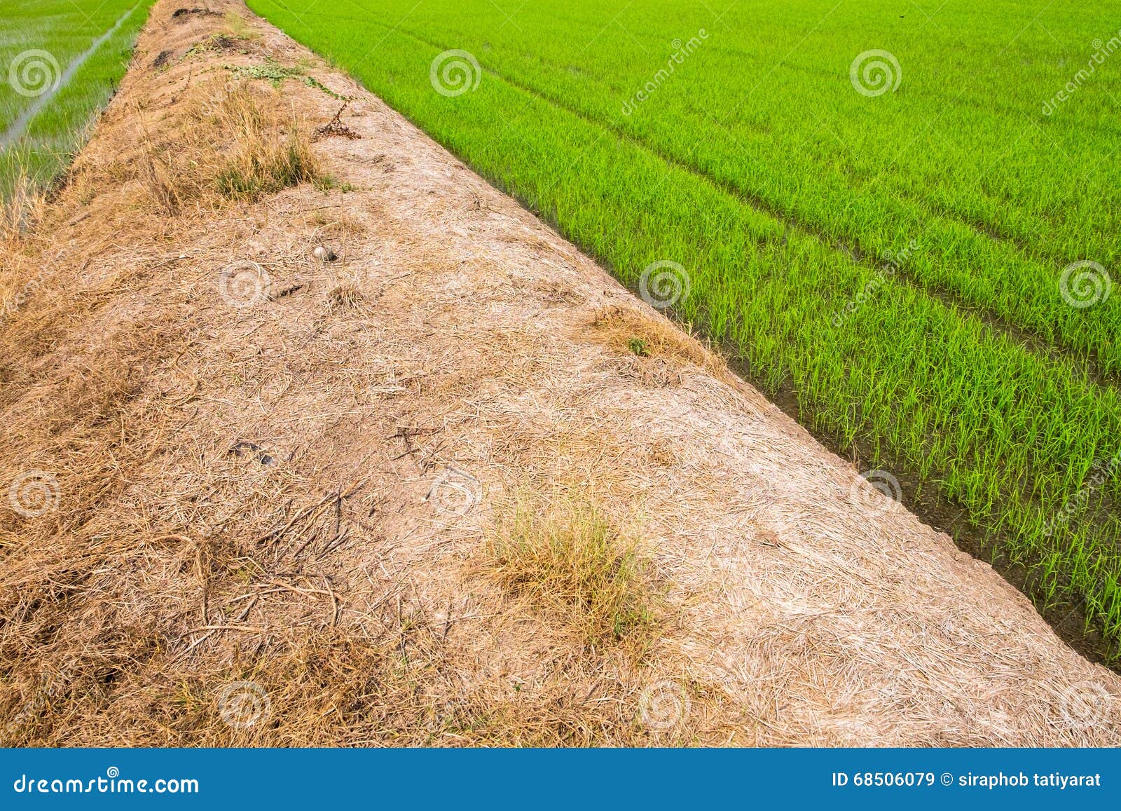 Paddy jasmine rice farm stock image. Image of nature - 68506079