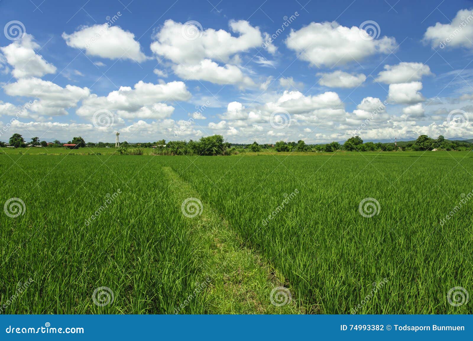 Paddy Jasmine Rice Farm in Thailand Stock Photo - Image of jasmine ...