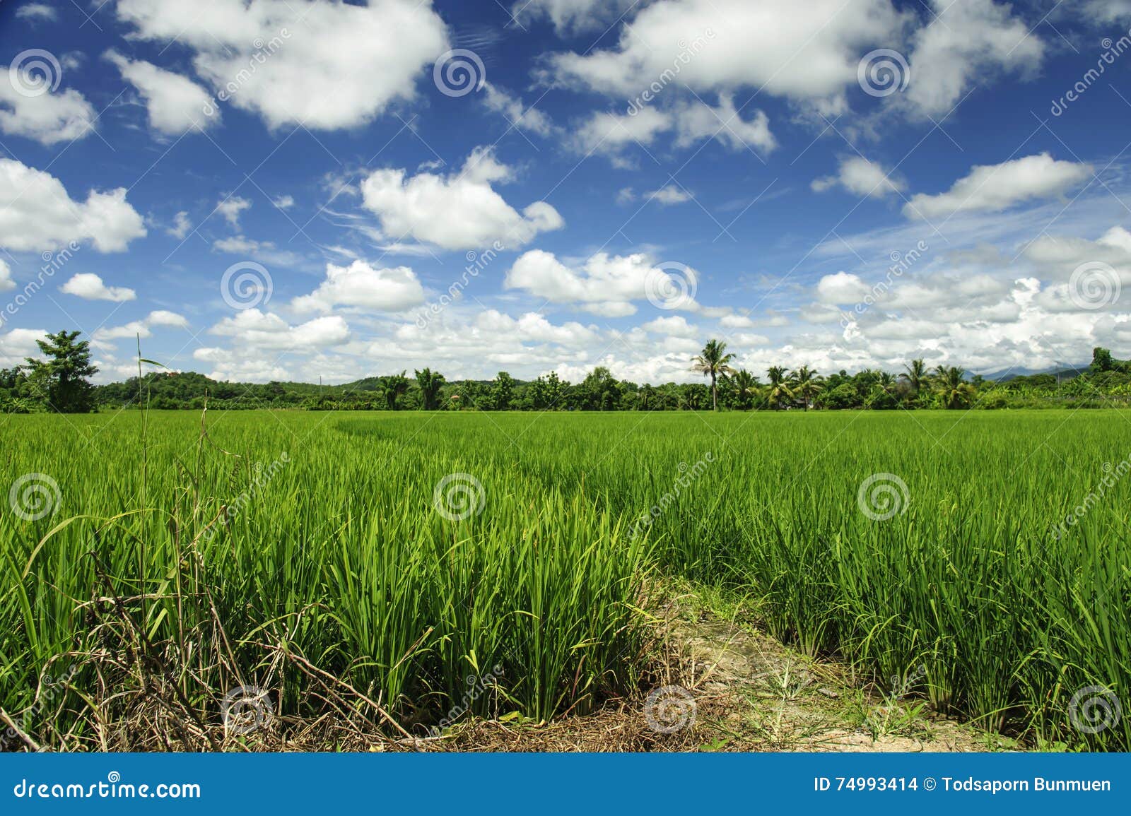 Paddy Jasmine Rice Farm in Thailand Stock Photo - Image of fresh, cloud ...