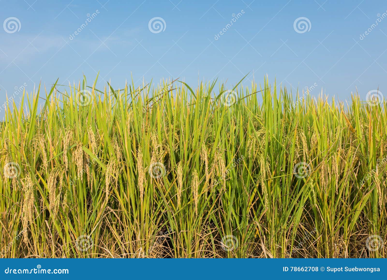 Paddy Jasmine Rice Farm in Thailand Stock Photo - Image of leaf ...