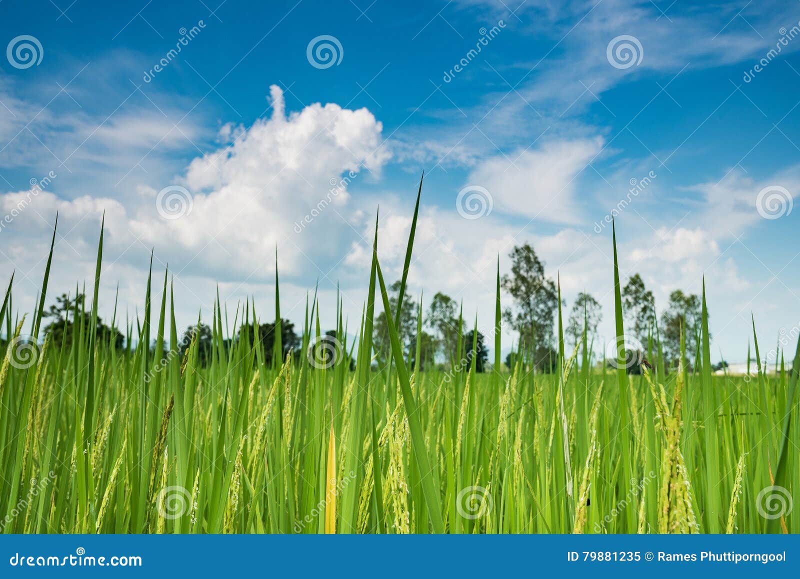 Paddy Jasmine Rice Field with Blue Sky Stock Image - Image of farmland ...