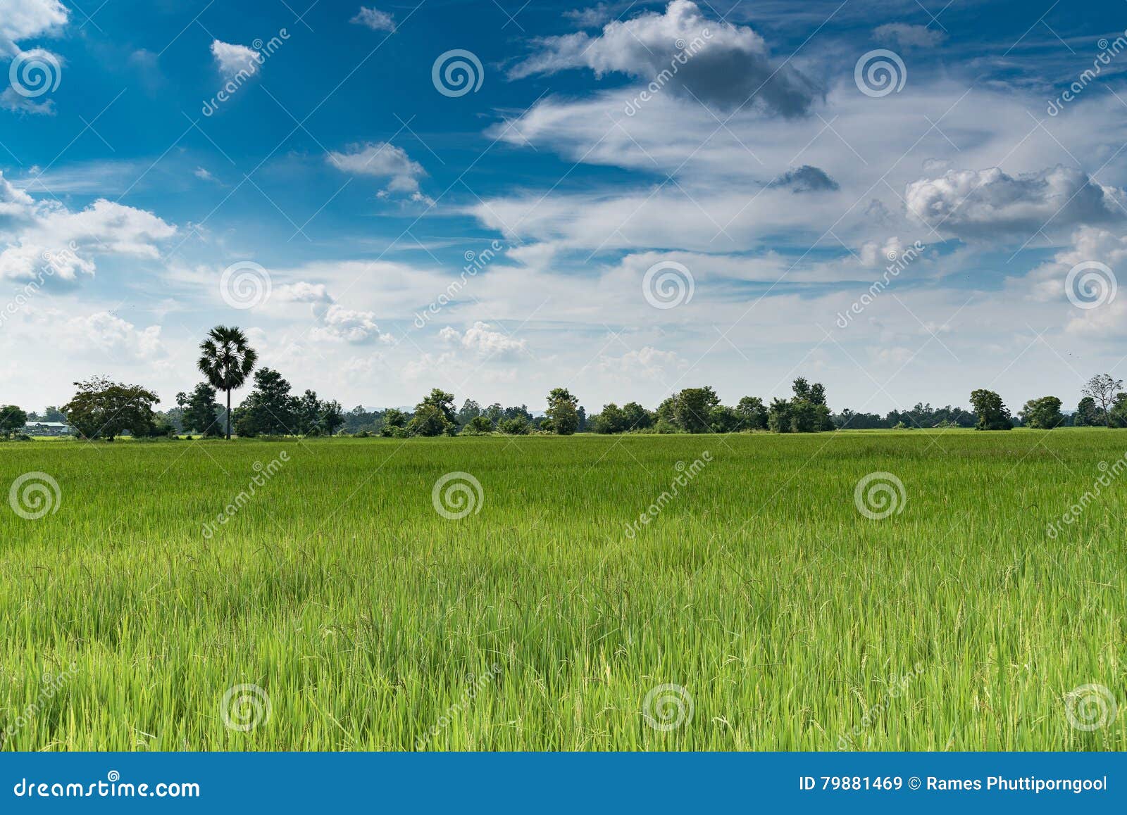 Paddy Jasmine Rice Field with Blue Sky Stock Image - Image of grass ...