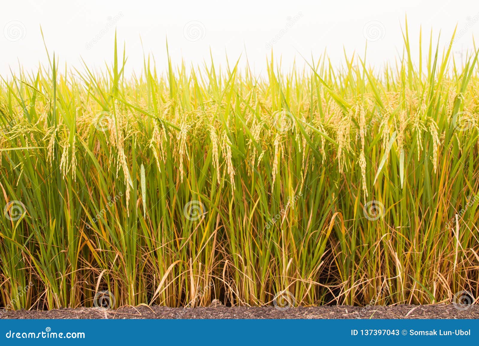 Paddy Jasmine Rice Field in Thailand Stock Image - Image of paddy, crop ...
