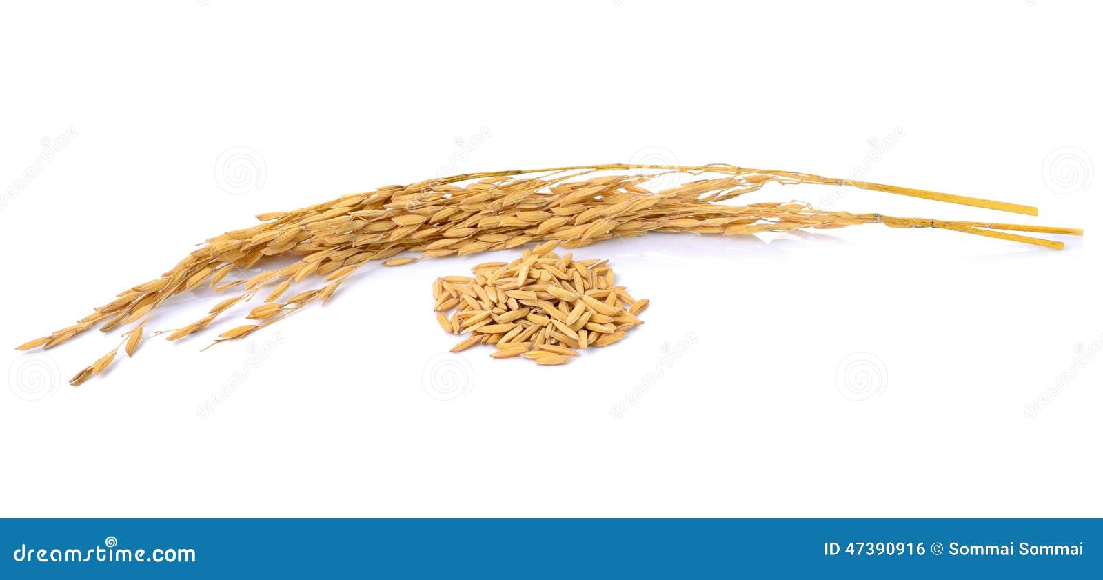 Paddy Jasmine Rice on White Background Stock Photo - Image of nature ...