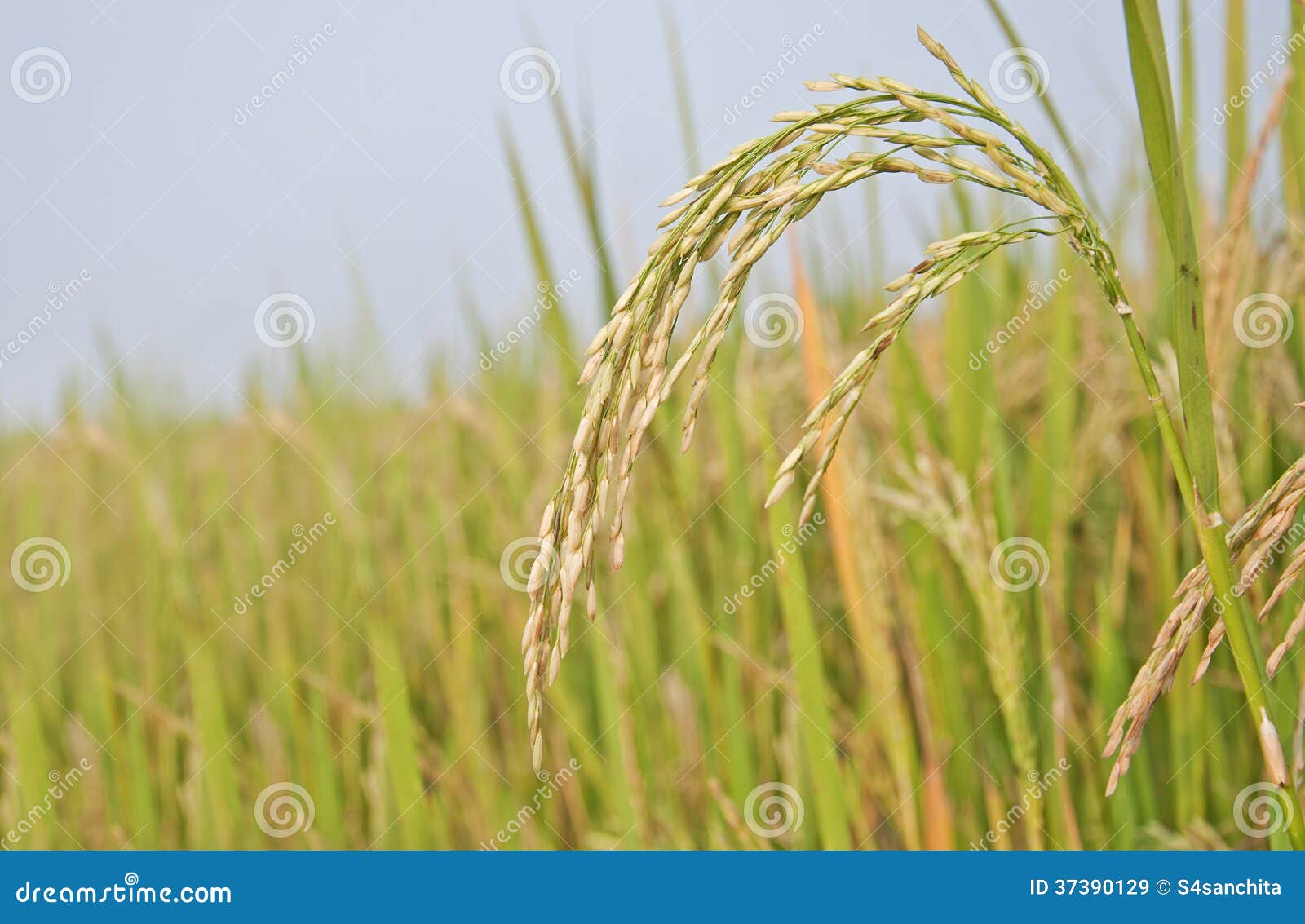 Paddy kernels stock image. Image of field, harvest, prosperity - 37390129