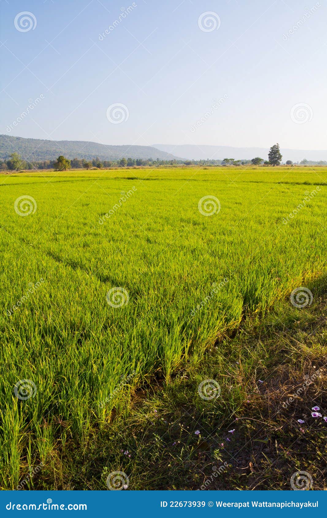 Paddy land stock image. Image of outdoor, agriculture - 22673939