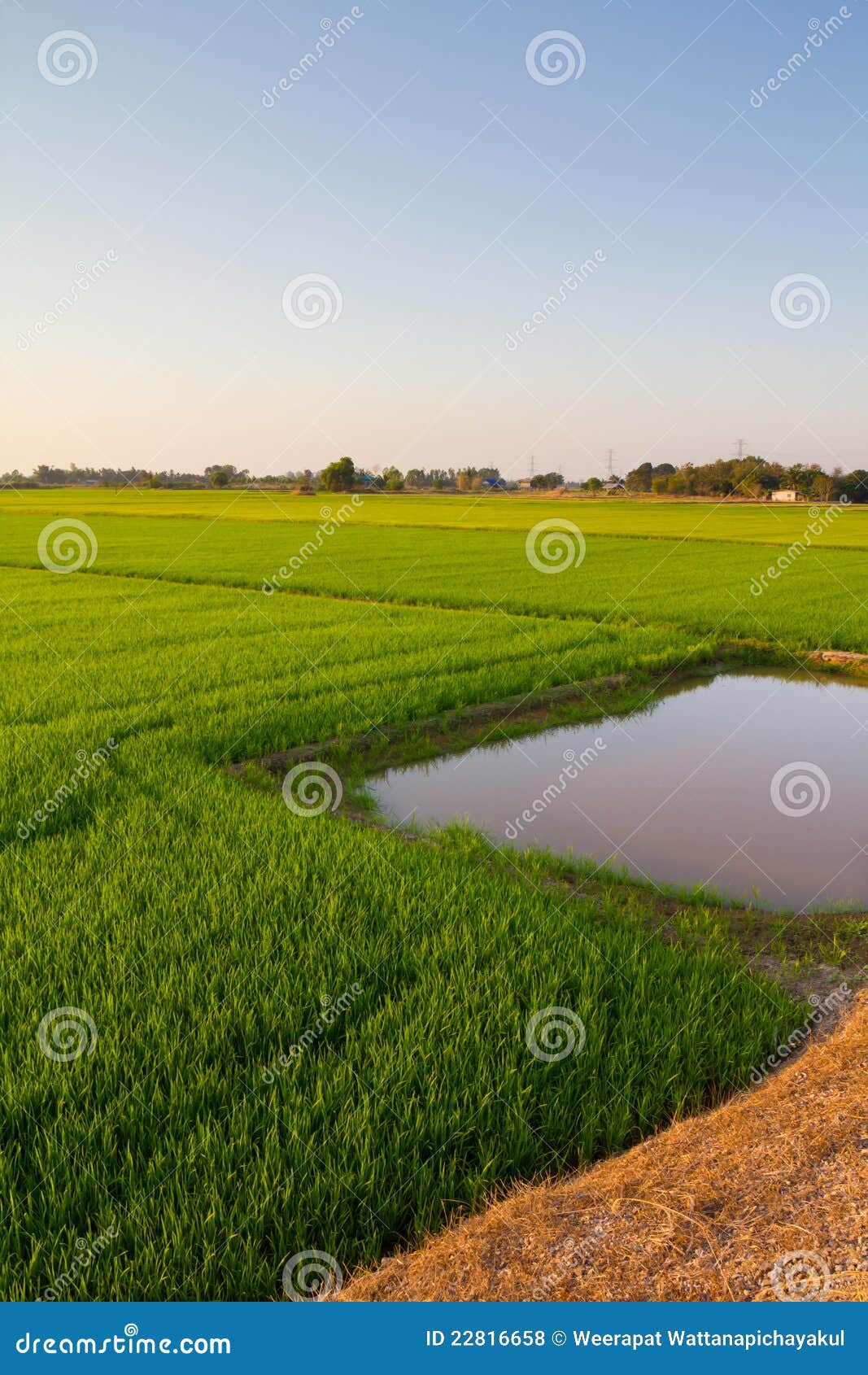 Paddy land stock photo. Image of field, farmland, paddy - 22816658