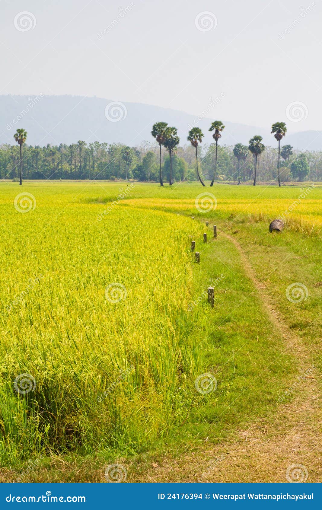 Paddy Land Picture. Image: 24176394