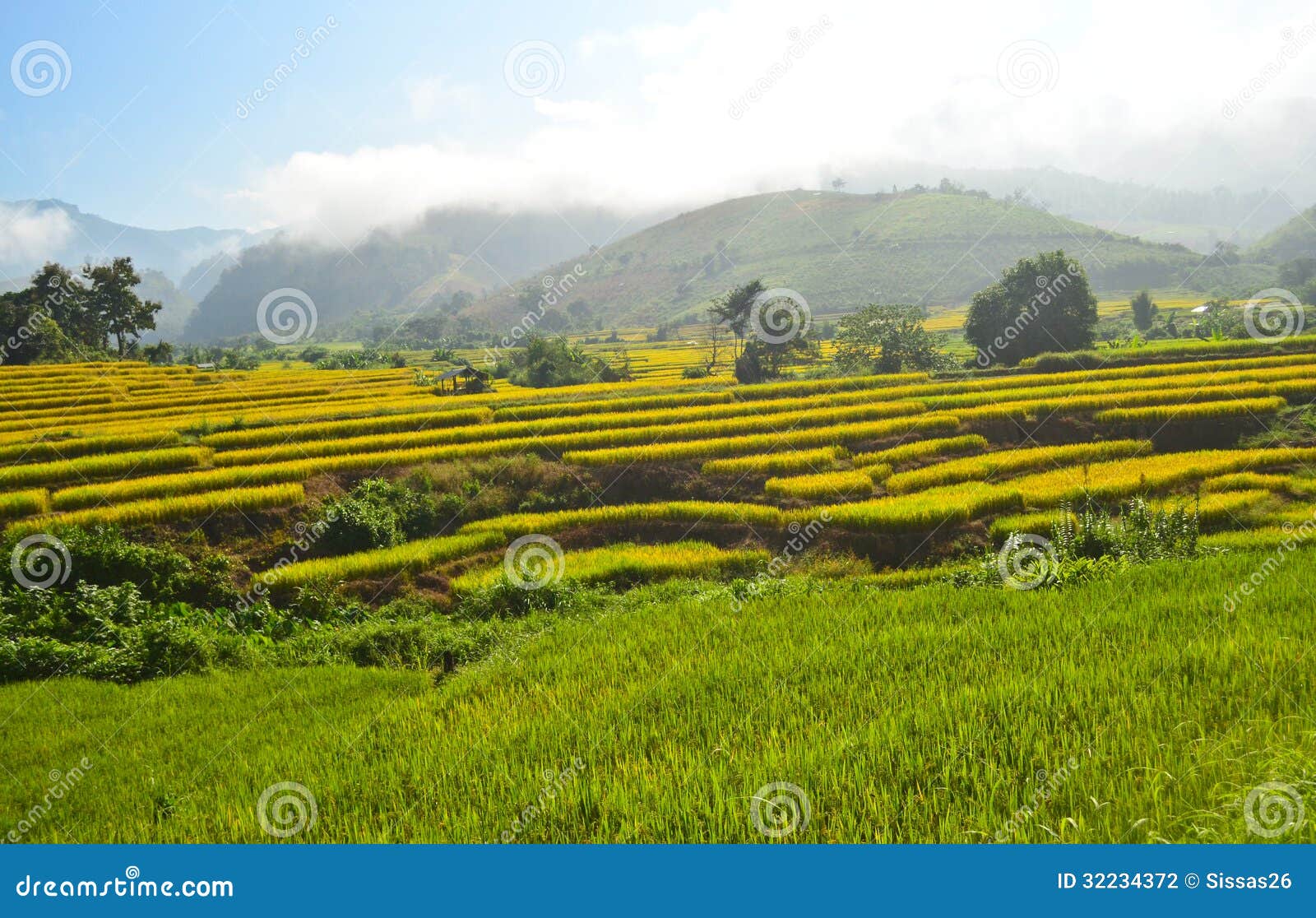 Paddy land stock photo. Image of field, northern, beautiful - 32234372