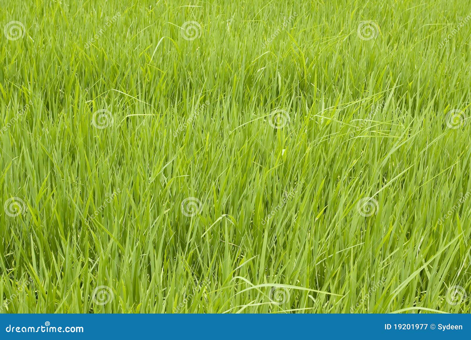 Paddy leaf stock image. Image of farm, grow, oriental - 19201977