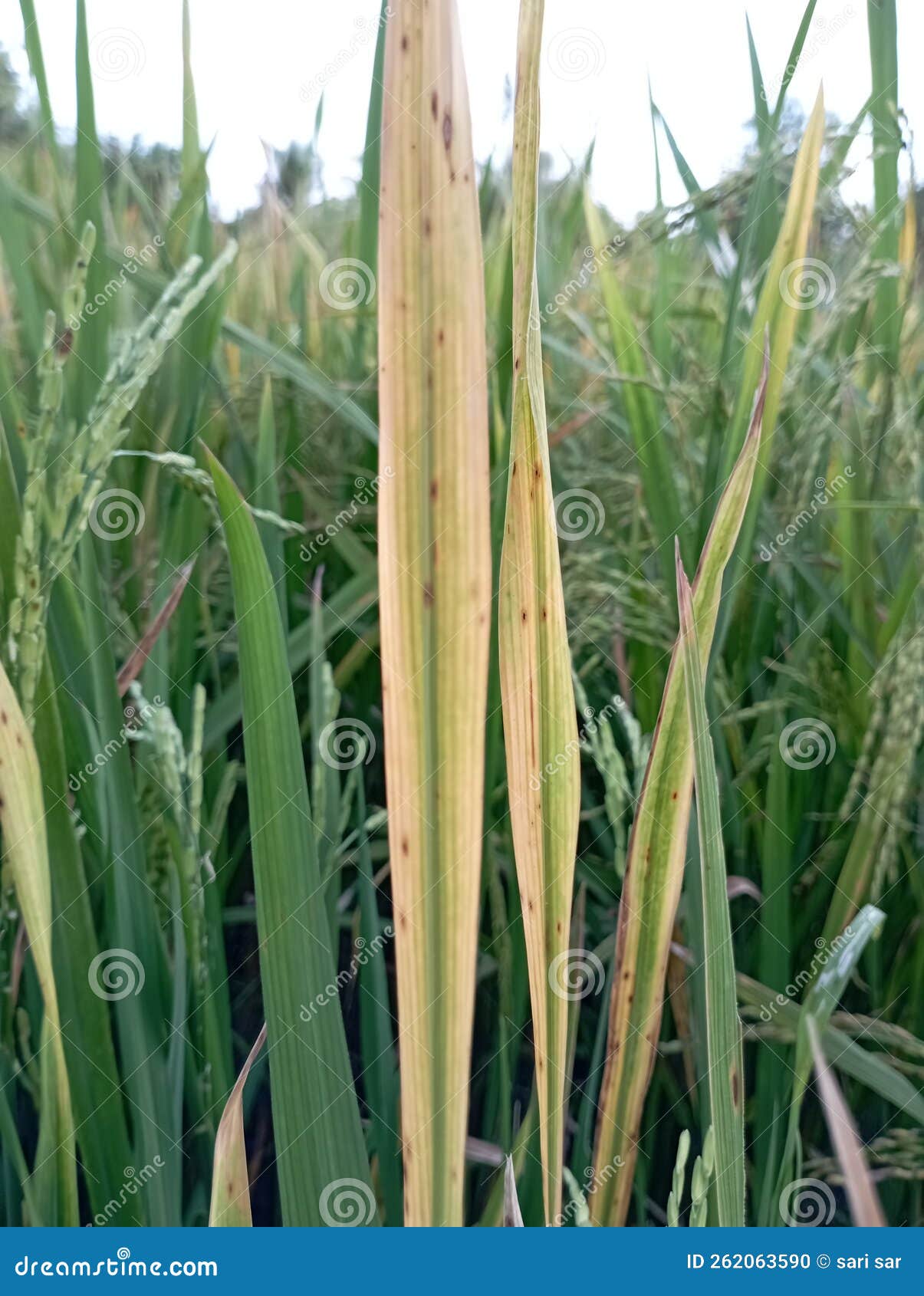 Paddy Leaves are Affected by Yellowing Disease Stock Photo - Image of ...