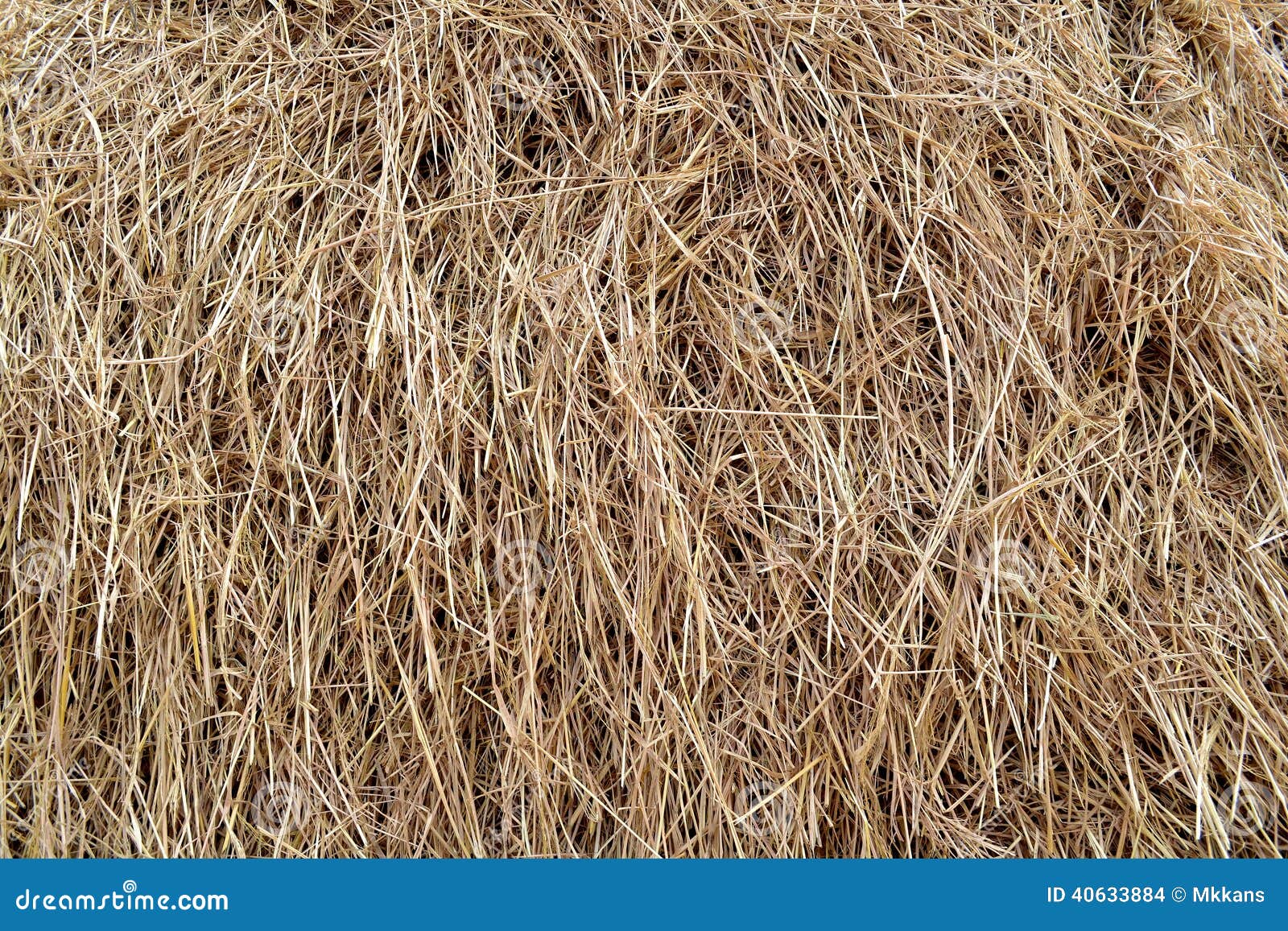 Paddy leaves stock photo. Image of sponch, texture, rise - 40633884